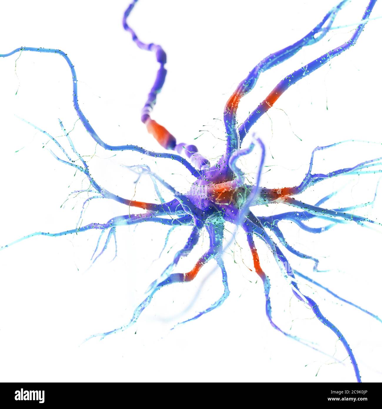 Human nerve cell, illustration Stock Photo - Alamy