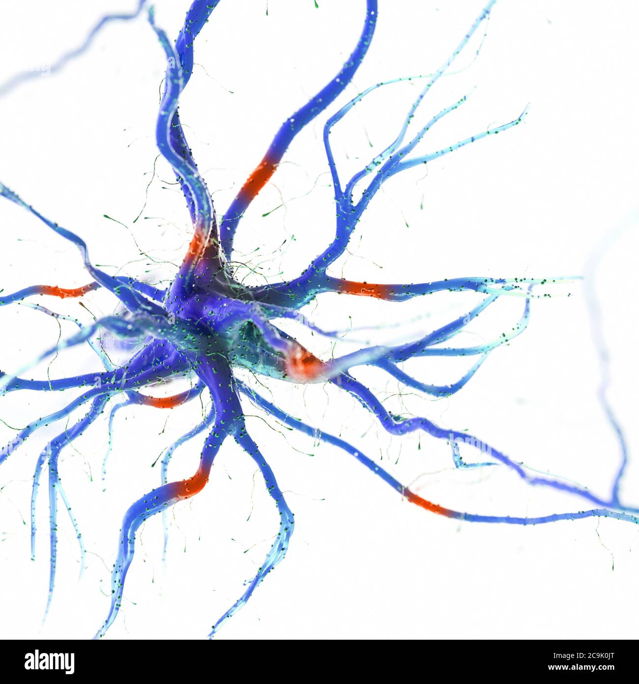 Human nerve cell, illustration Stock Photo - Alamy