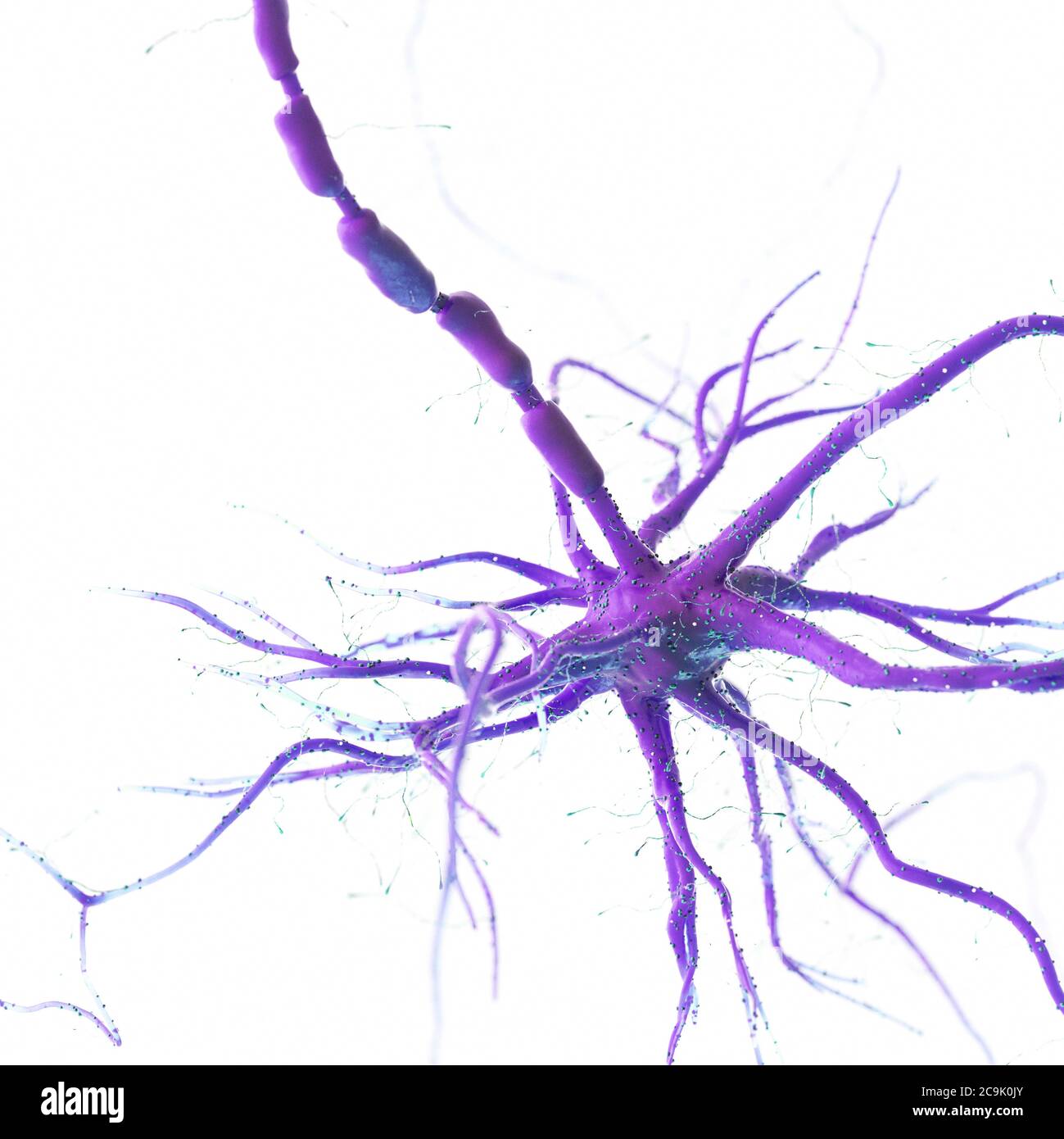 Human nerve cell, illustration Stock Photo - Alamy