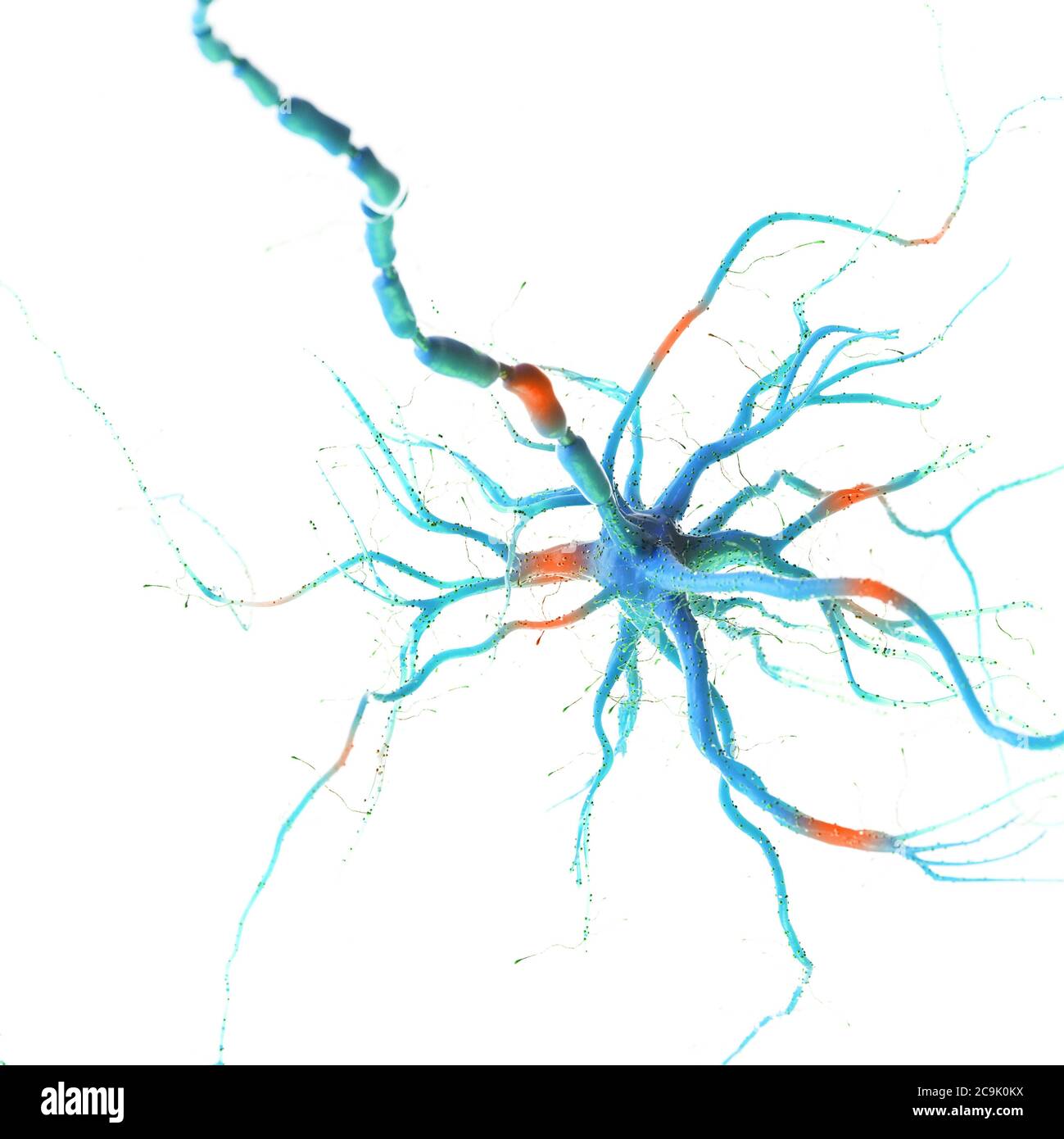 Human nerve cell, illustration Stock Photo - Alamy