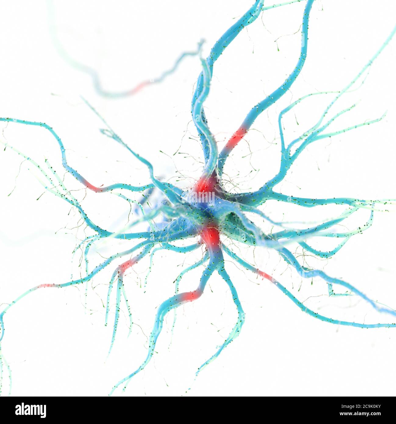Human nerve cell, illustration Stock Photo - Alamy