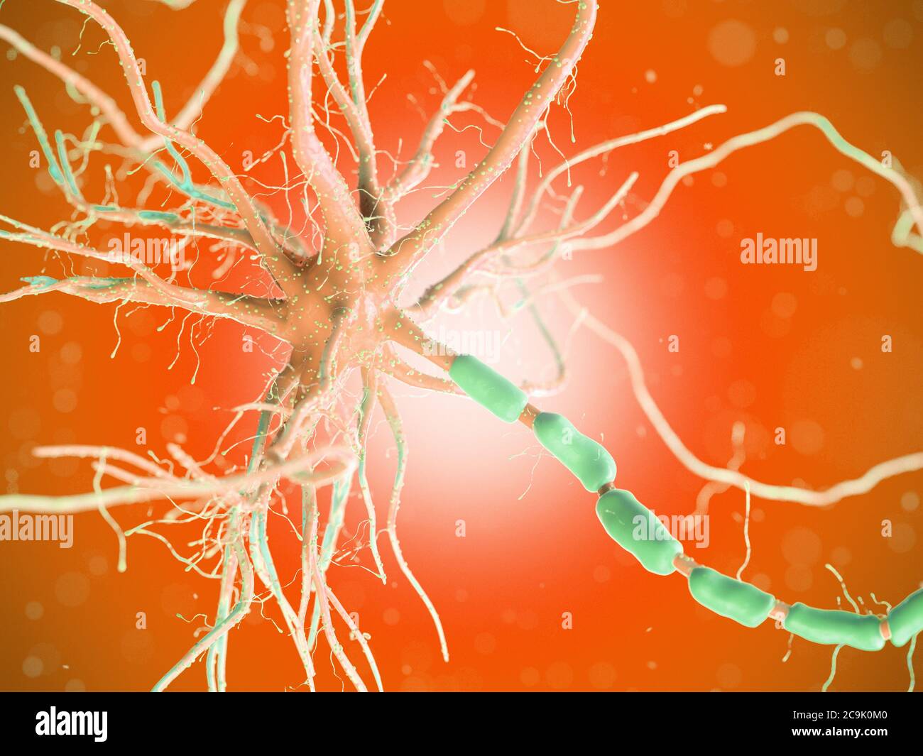 Human nerve cell, illustration Stock Photo - Alamy