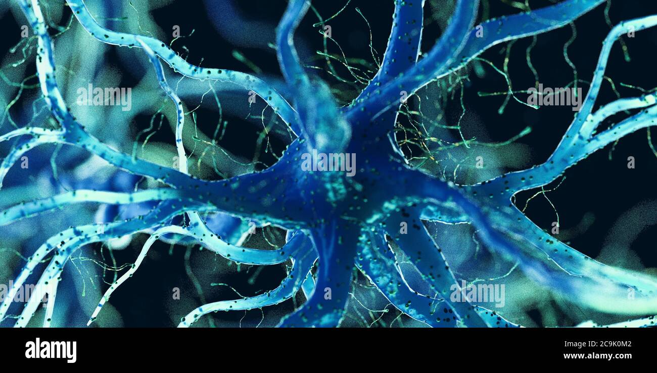 Human nerve cell, illustration Stock Photo - Alamy