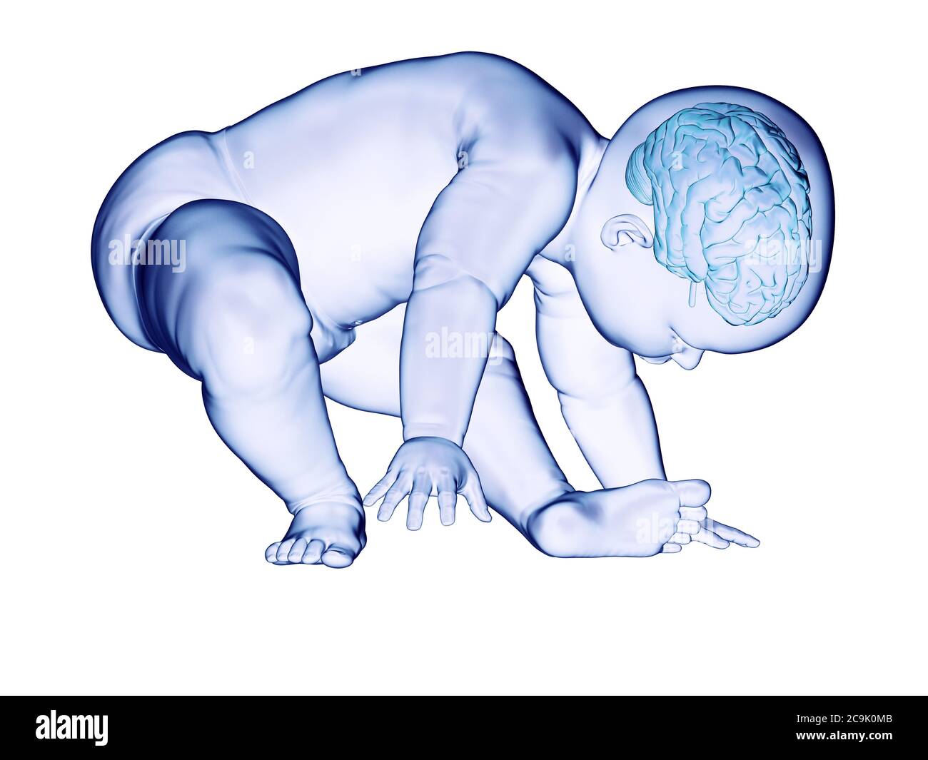 Brain of a baby, illustration Stock Photo - Alamy