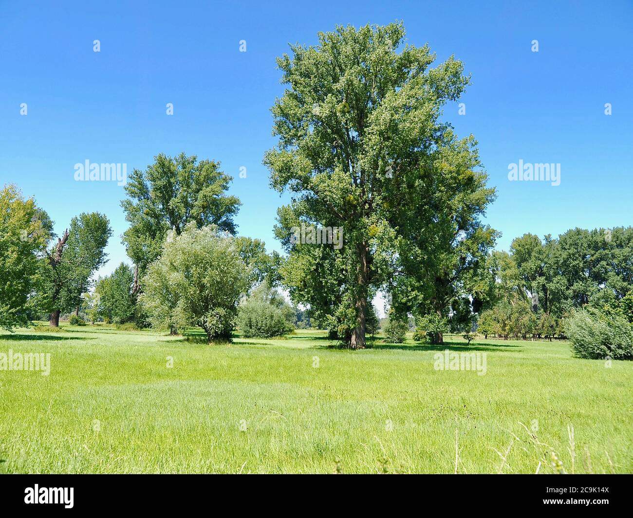 Beautiful nature at Rhine river in Germany Stock Photo - Alamy