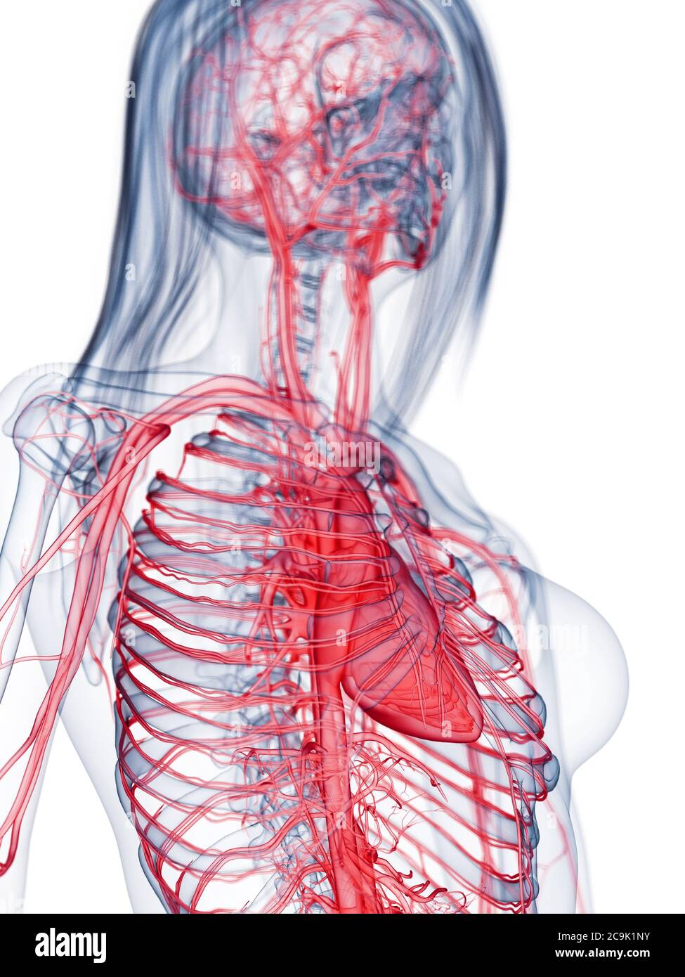 Healthy female vascular system, illustration Stock Photo - Alamy