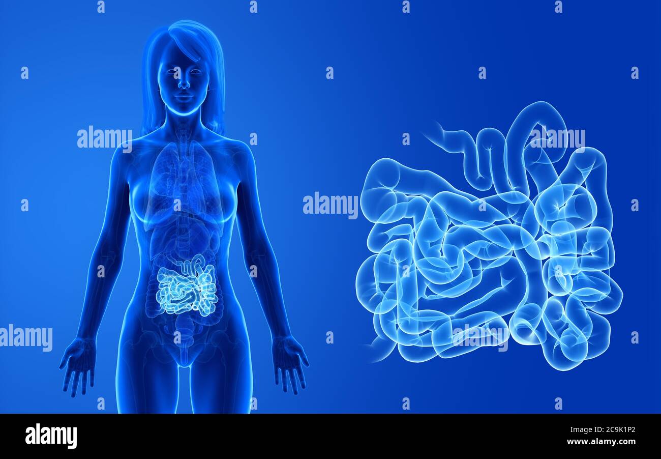 Female small intestine hi-res stock photography and images - Alamy