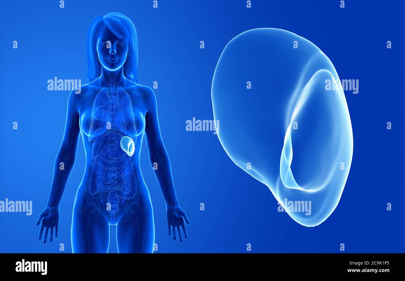 Female spleen, illustration Stock Photo - Alamy