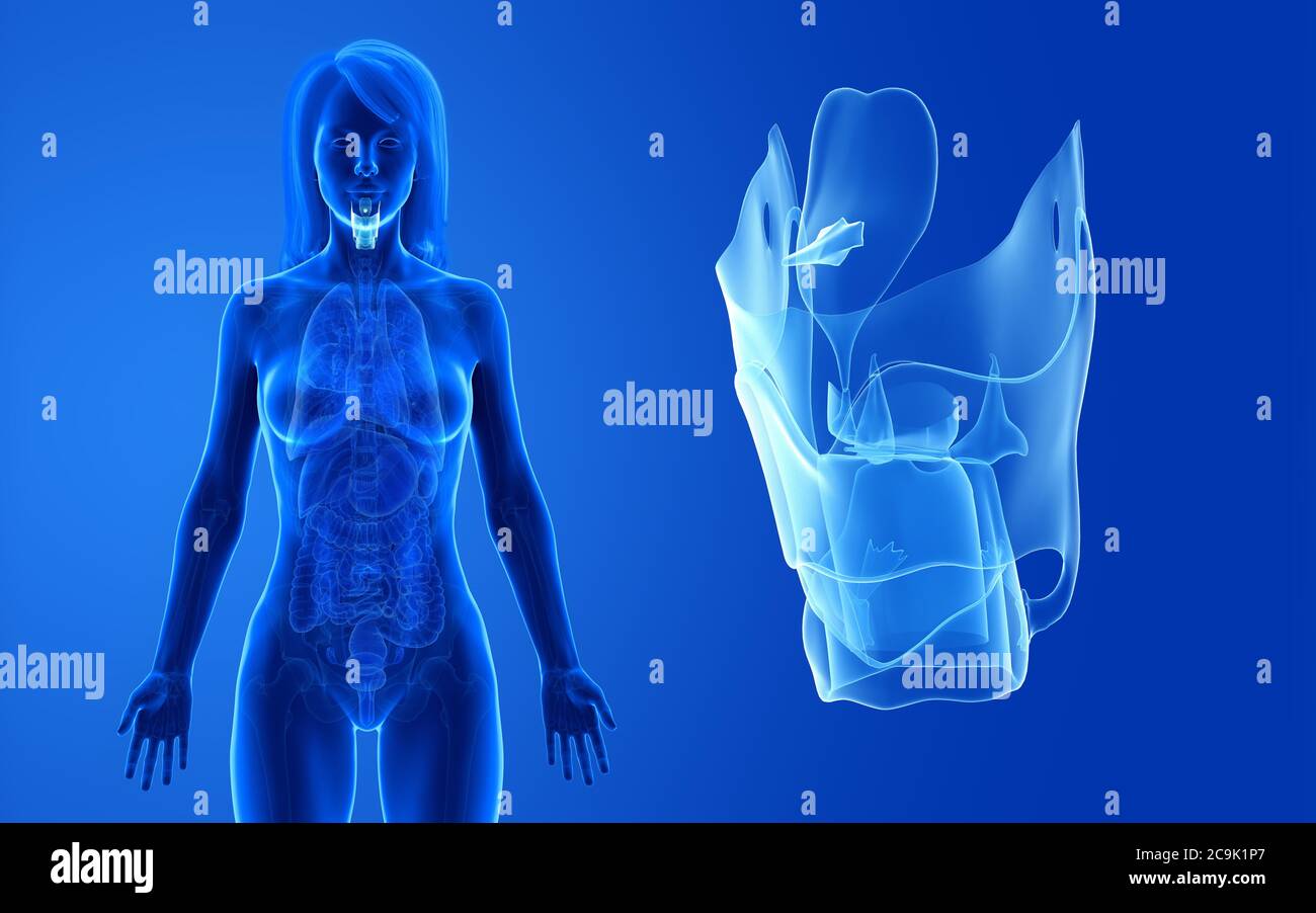 Female larynx, illustration Stock Photo - Alamy