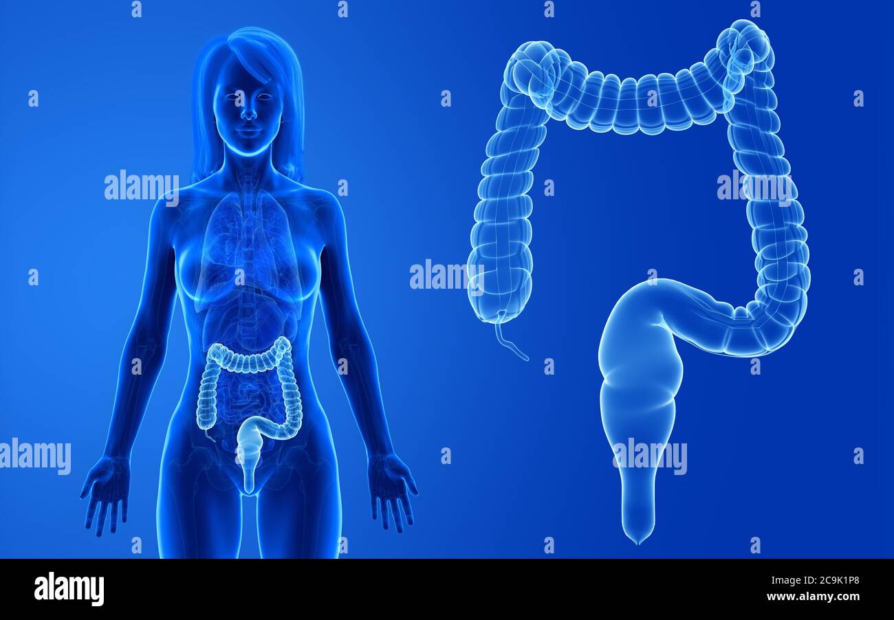 Female colon, illustration Stock Photo - Alamy