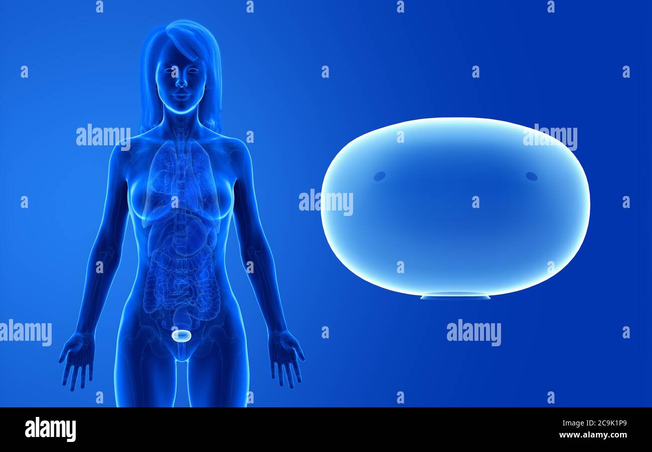 Female bladder, illustration Stock Photo - Alamy
