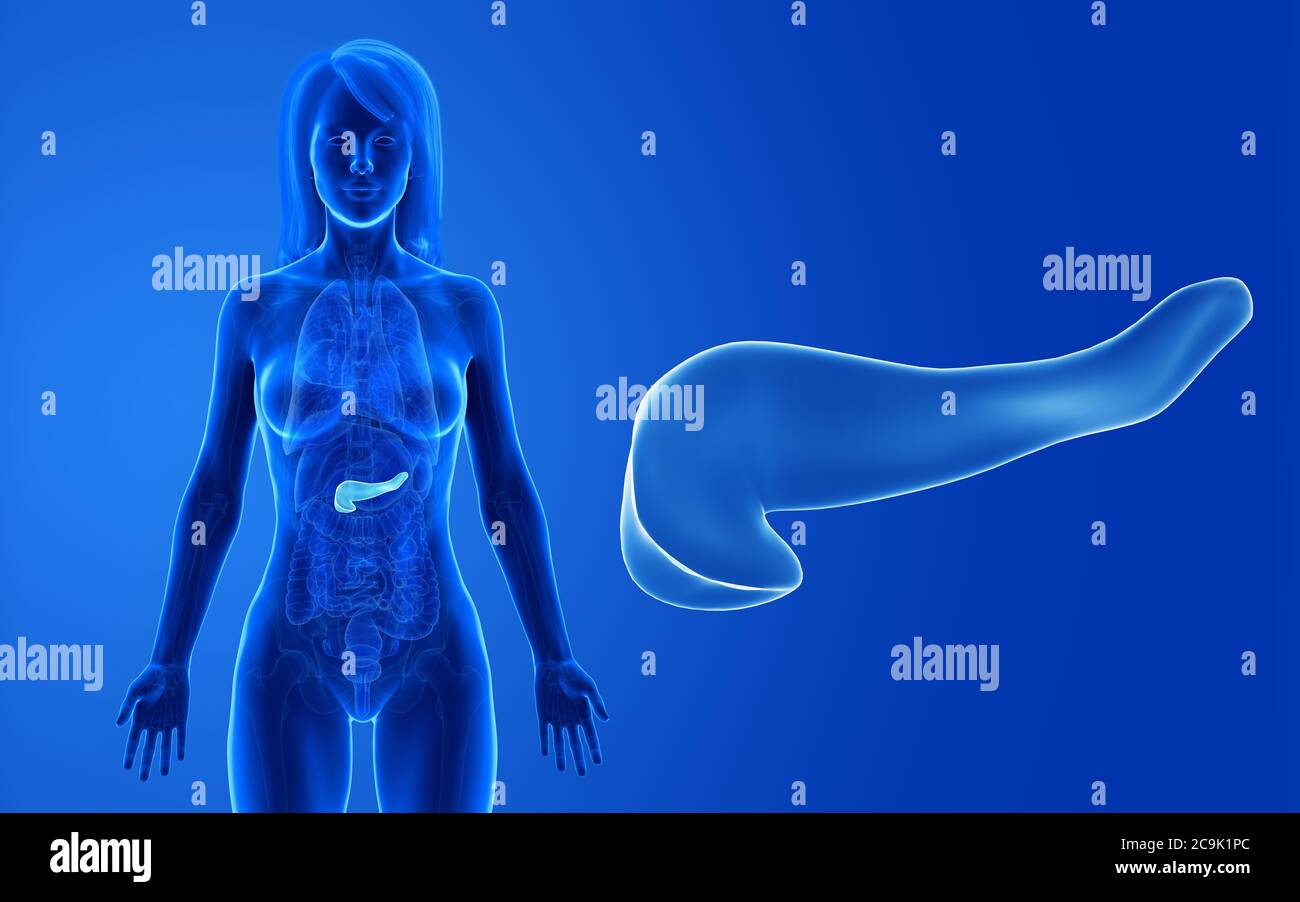 Female pancreas, illustration Stock Photo - Alamy