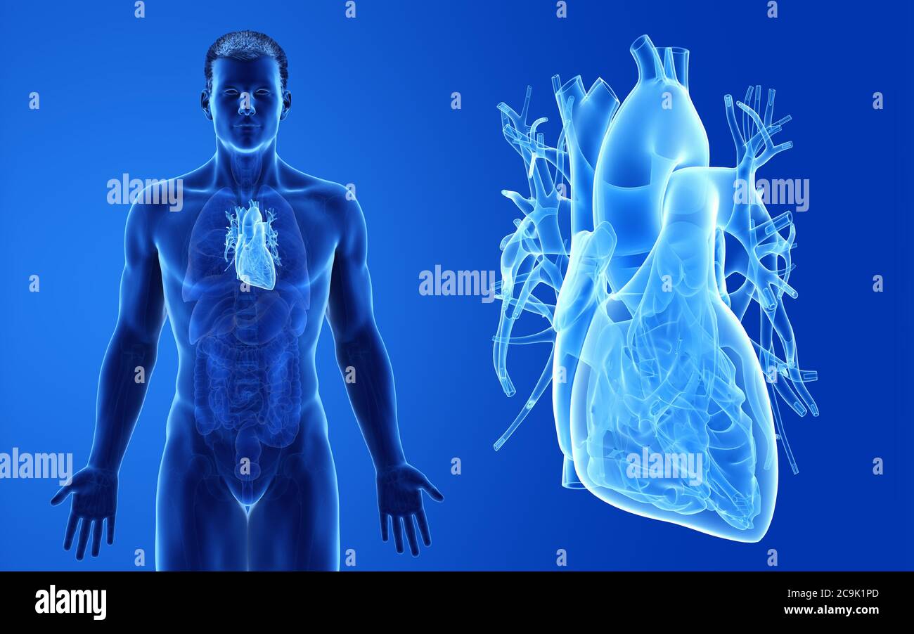 Male heart, illustration Stock Photo - Alamy