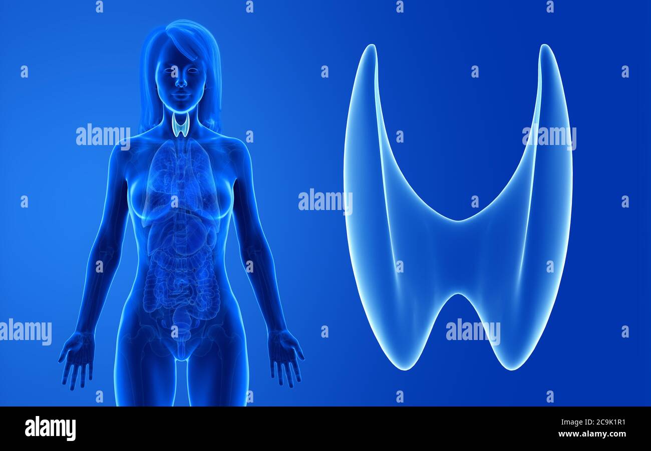Female thyroid, illustration Stock Photo - Alamy