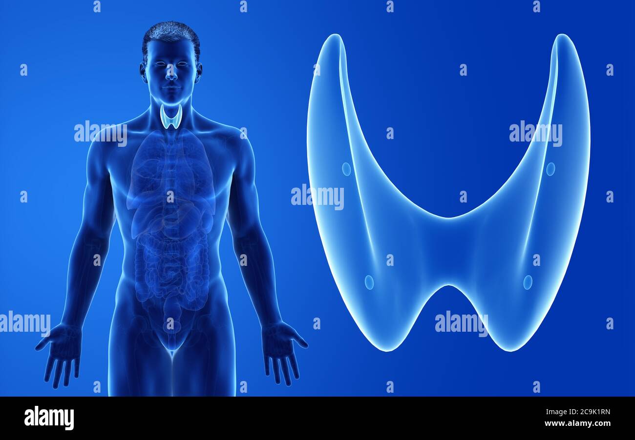 Male thyroid gland, illustration Stock Photo - Alamy