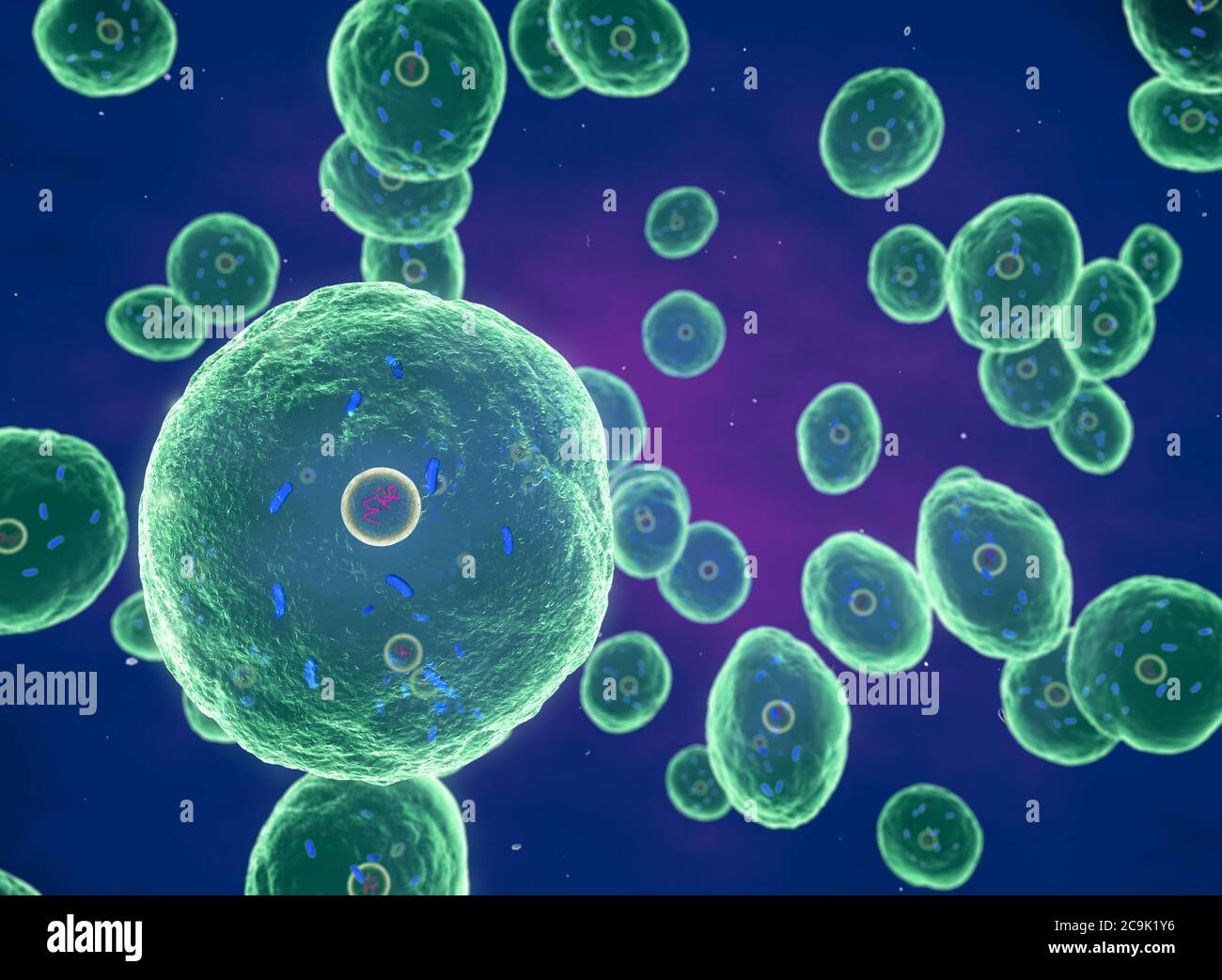 Brucella bacteria, illustration. Brucella is a Gram negative, non ...