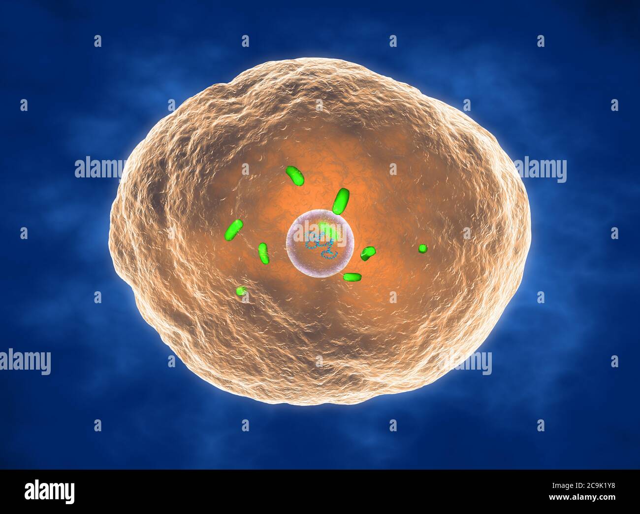 Brucella bacterium, illustration. Brucella is a Gram negative, non ...