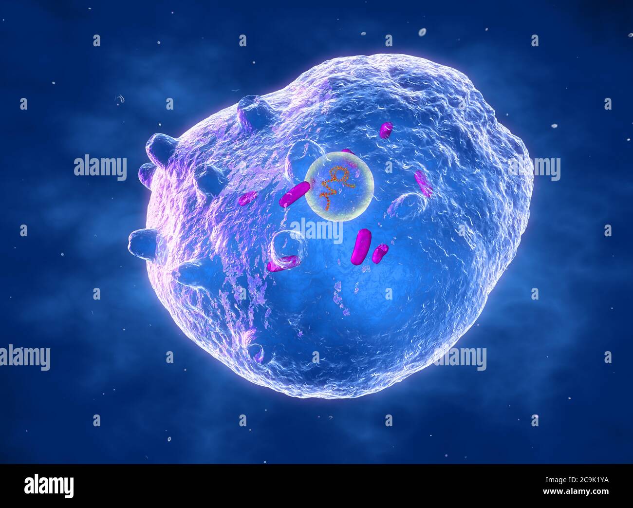 Chlamydia trachomatis bacterium, computer illustration. Chlamydia ...