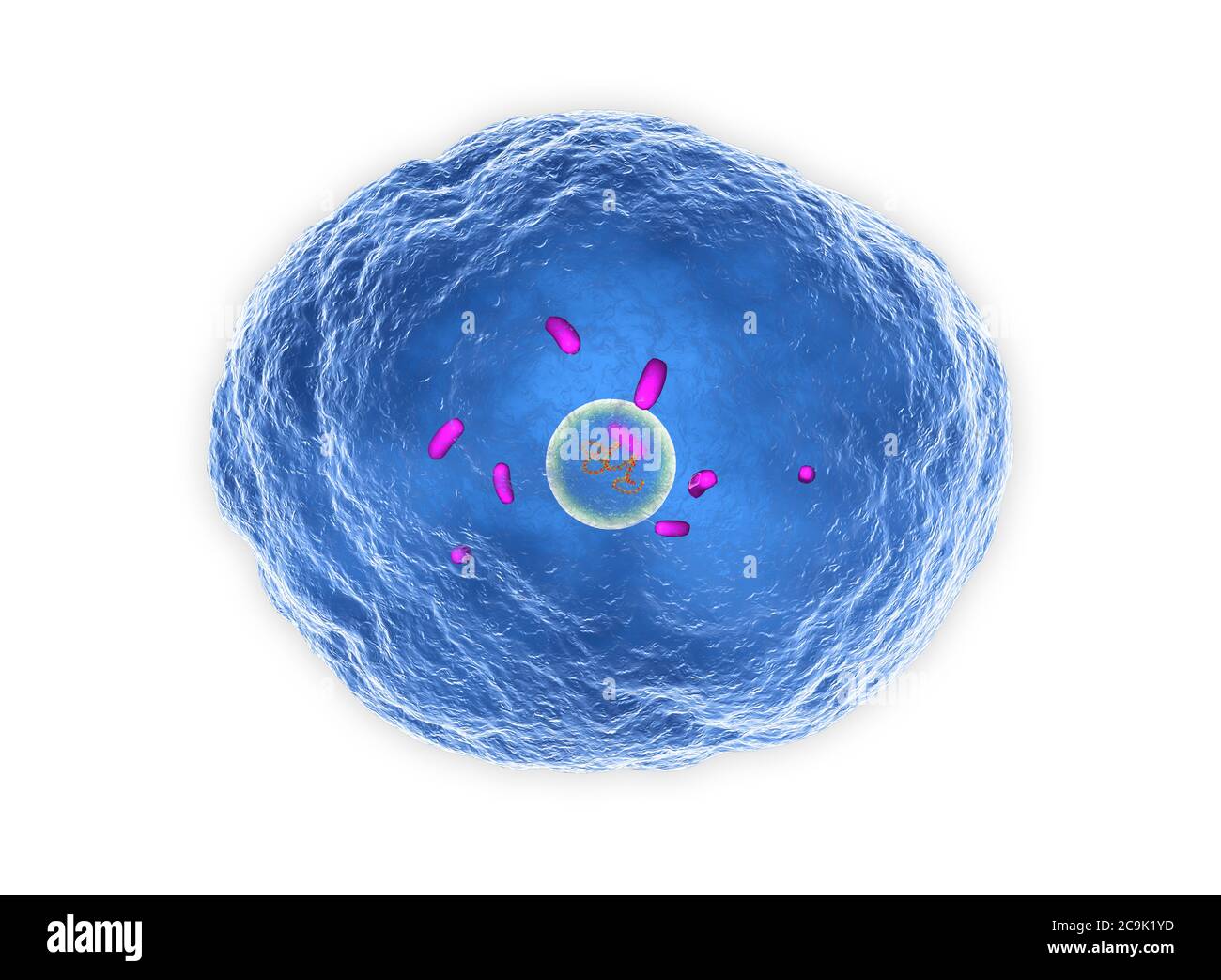 Brucella bacterium, illustration. Brucella is a Gram negative, non ...