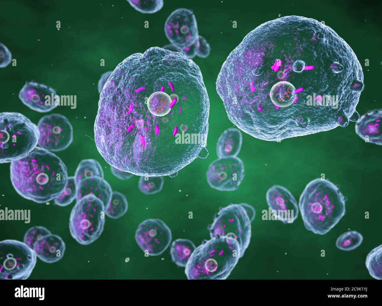 Chlamydia Trachomatis Bacteria