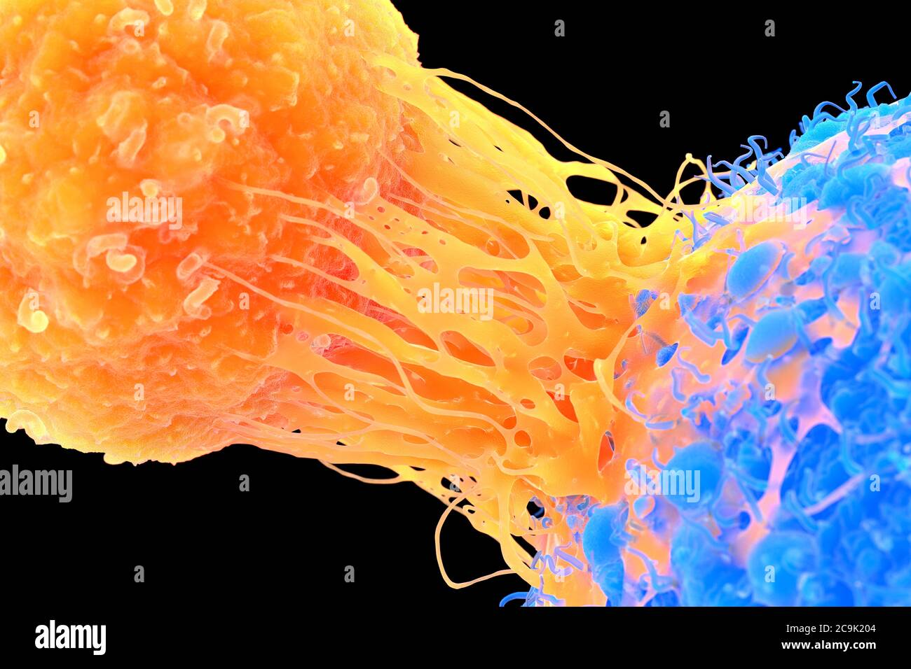 T lymphocyte (orange) attached to a cancer cell (blue), illustration. T ...