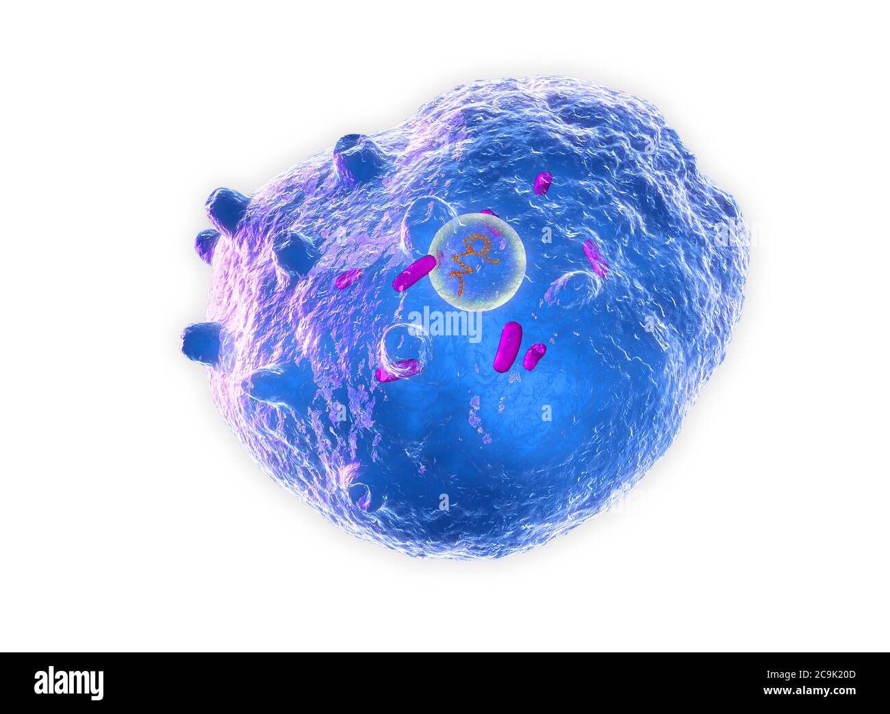 Chlamydia trachomatis bacterium, computer illustration. Chlamydia ...