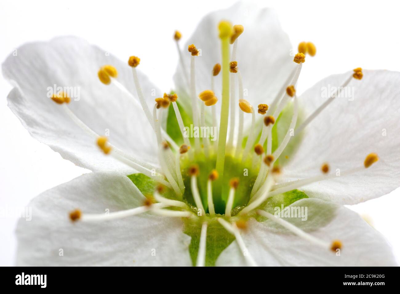 Reproductive structure of flower hi-res stock photography and images ...