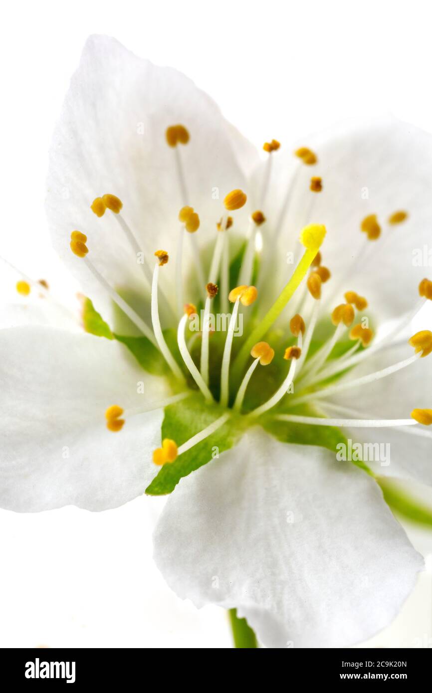 Reproductive structure of flower hi-res stock photography and images ...