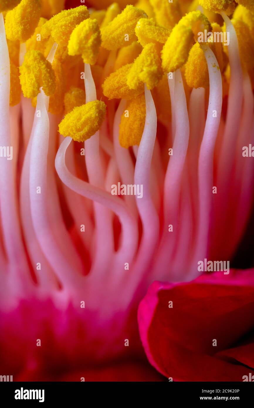 Close-up of the stamens of a Camelia sp. flower. The stamens are the ...