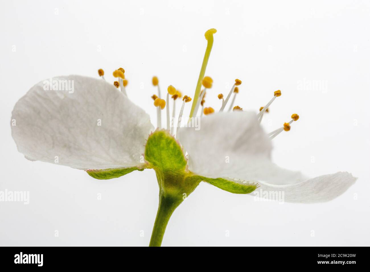 Female reproductive structure hi-res stock photography and images - Alamy