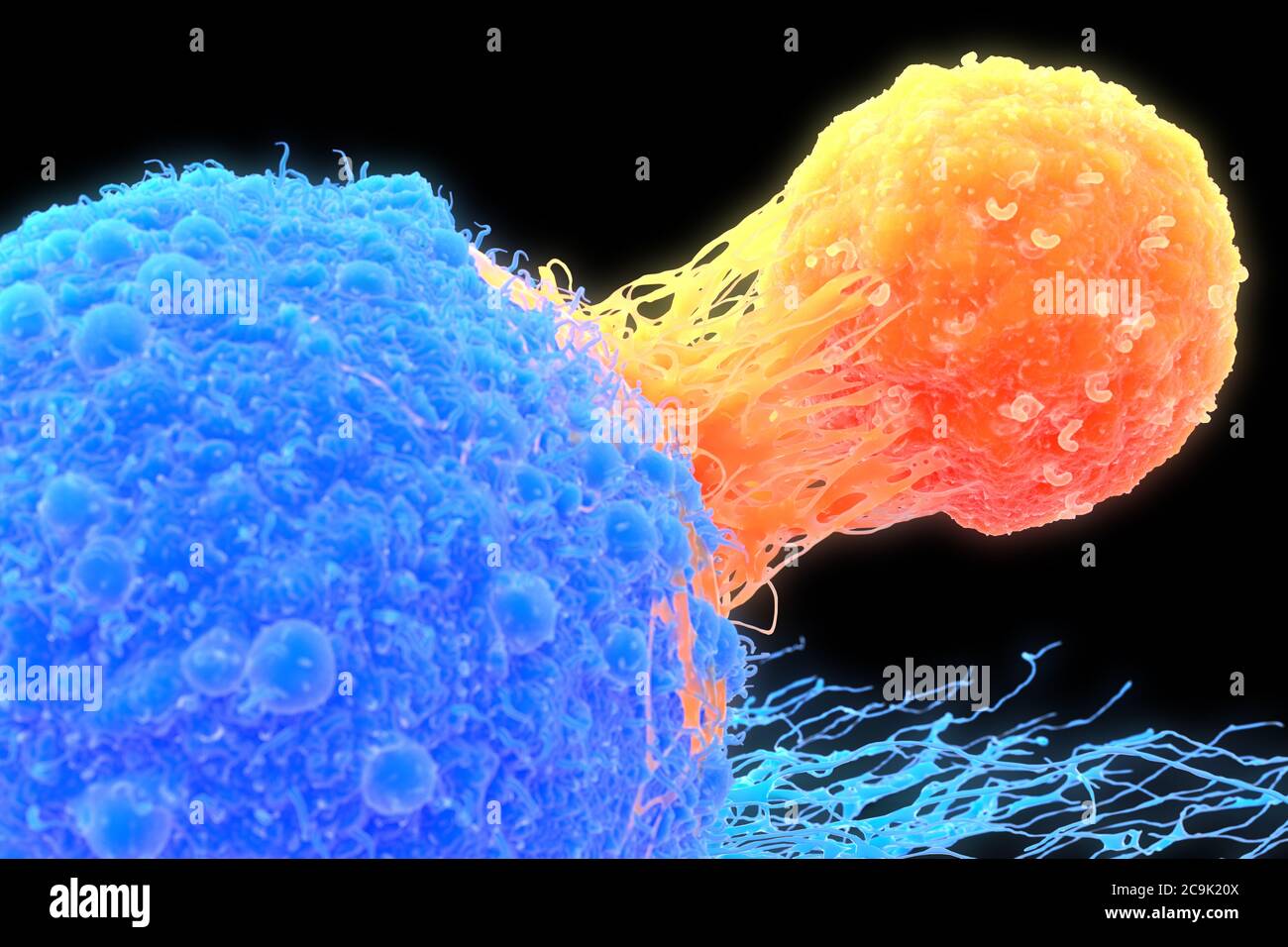 White blood cells attacking cancer hi-res stock photography and images ...