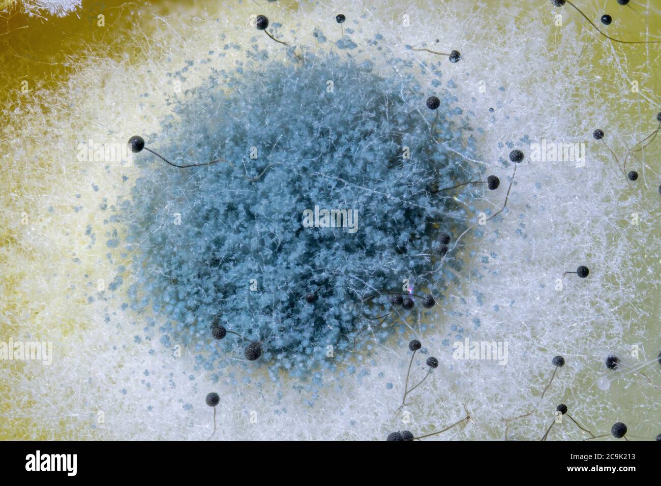 Spoiled food hi-res stock photography and images - Alamy