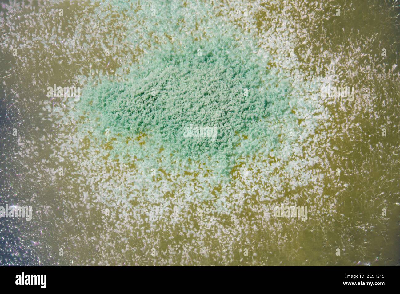 Mould on spoiled food Stock Photo - Alamy