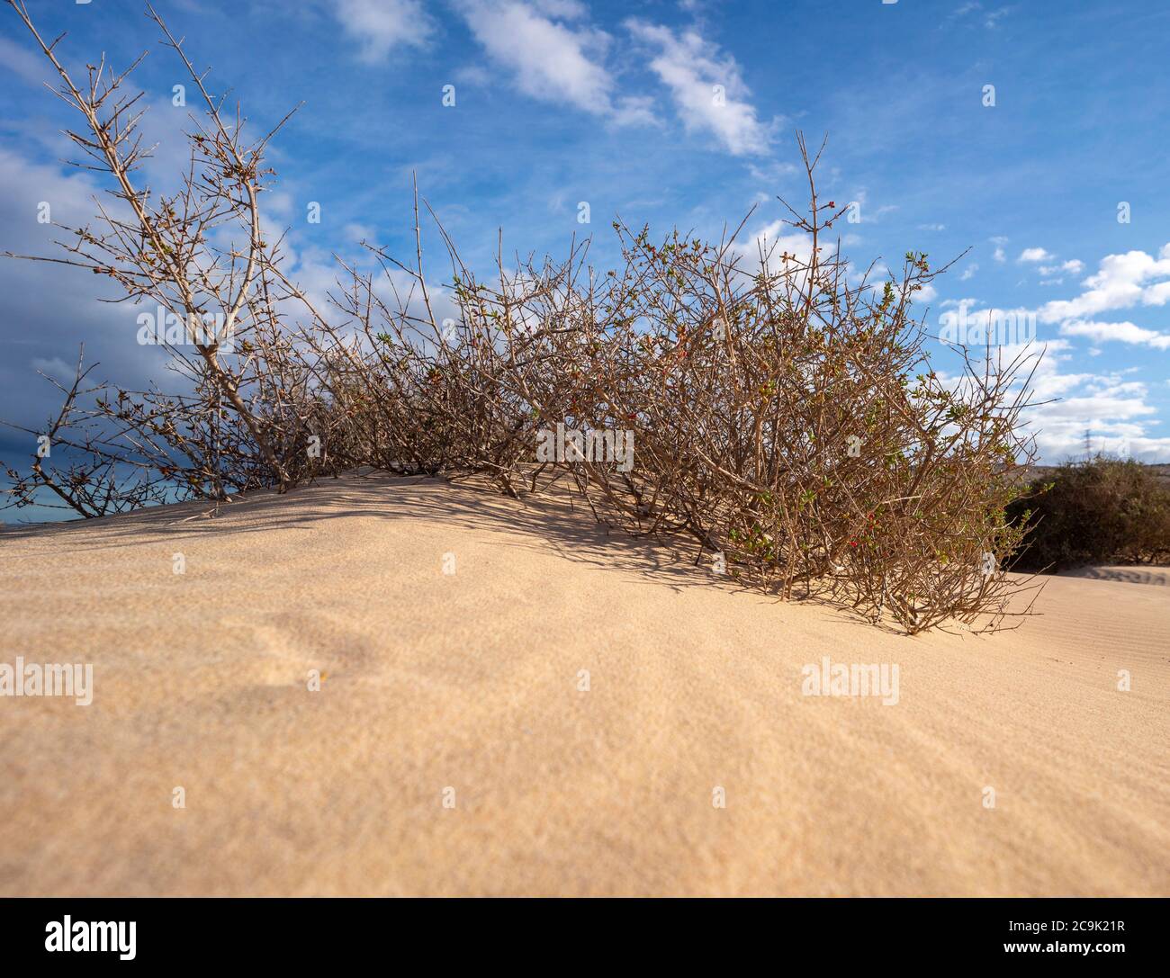 Desert shrubs hi-res stock photography and images - Alamy