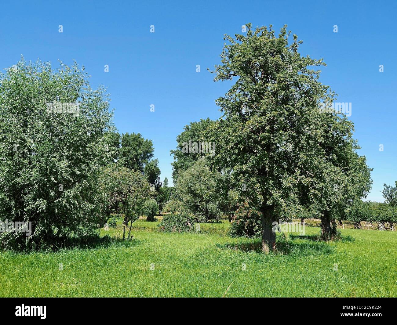 Beautiful nature at Rhine river in Germany Stock Photo - Alamy