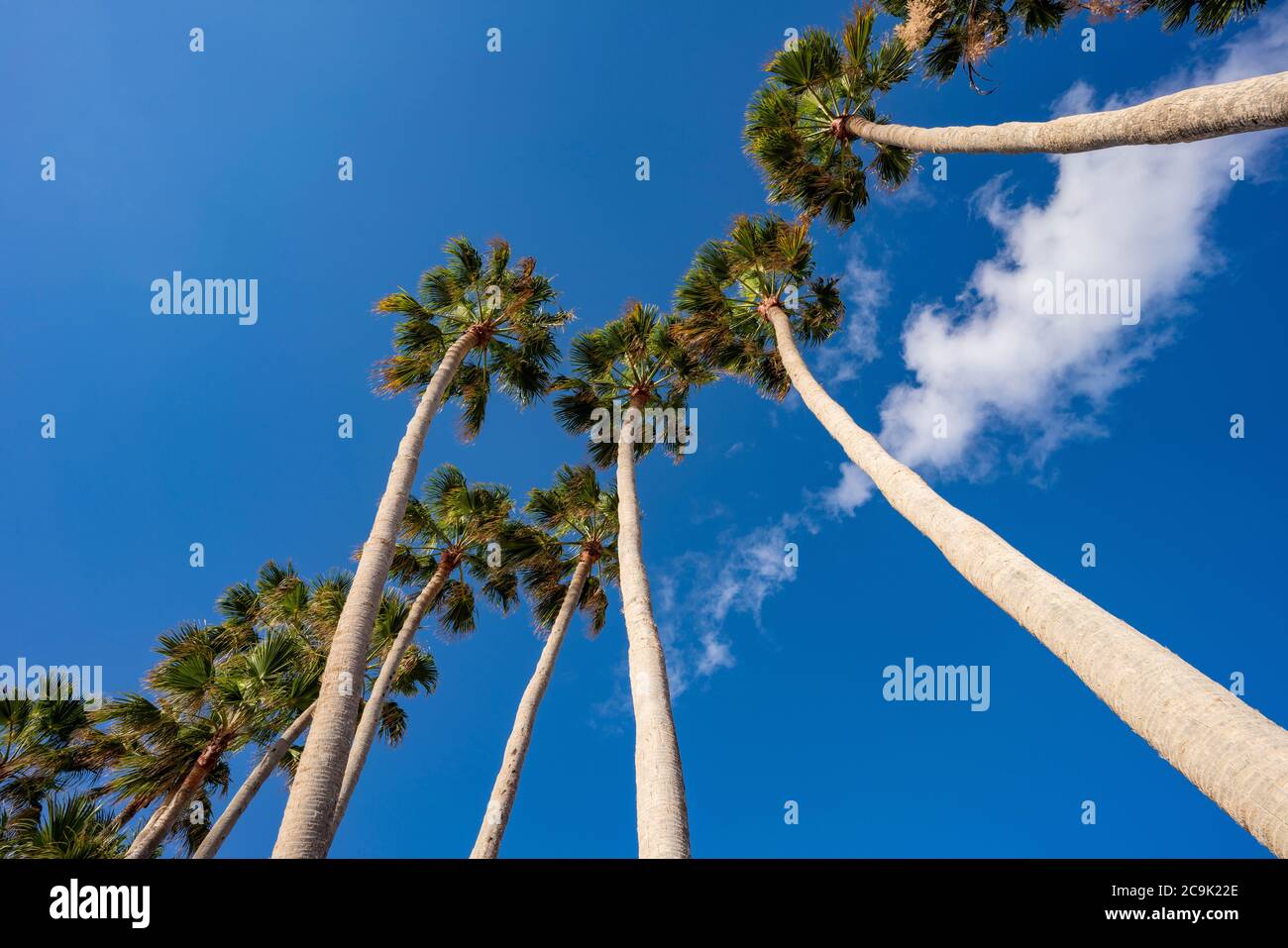 Row of palm trees hi-res stock photography and images - Alamy