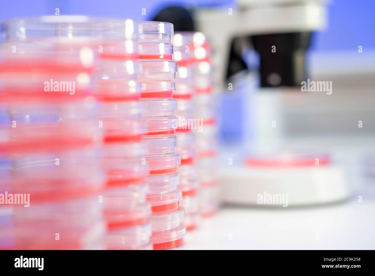 Microscope and petri dish with biological sample on clinical workbench ...