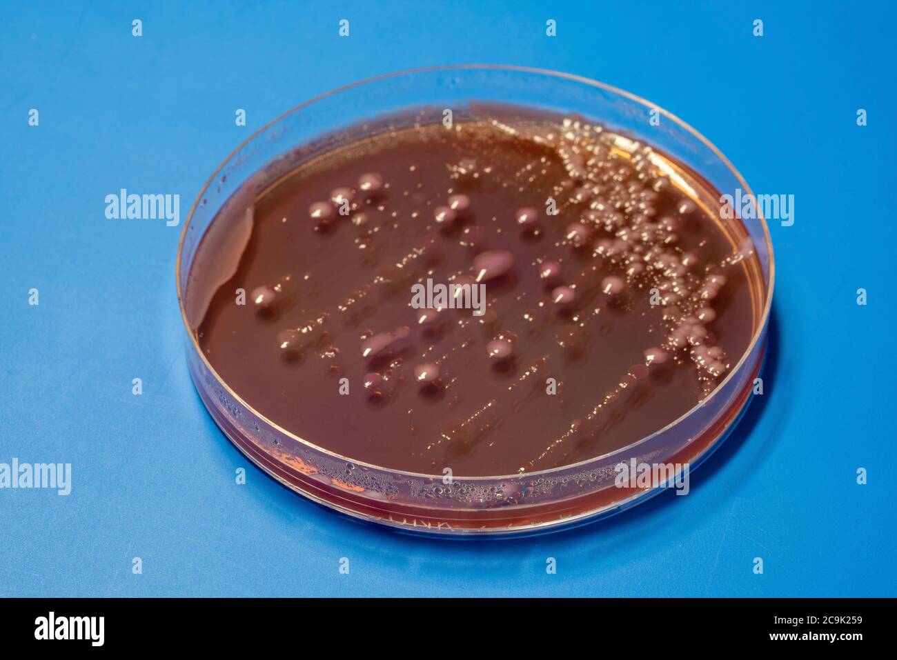 Acinetobacter On Macconkey Agar