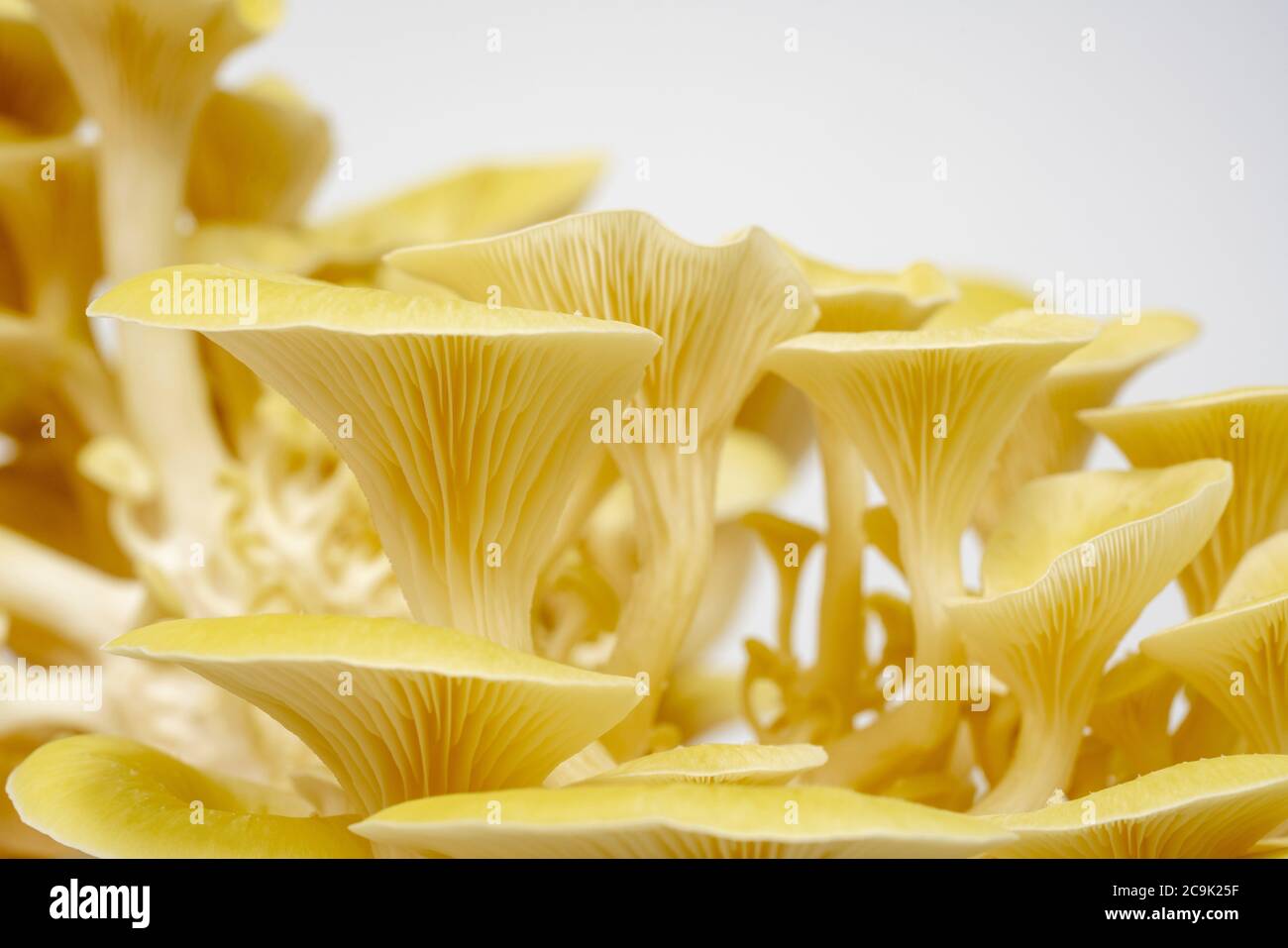 Golden mushrooms hi-res stock photography and images - Alamy
