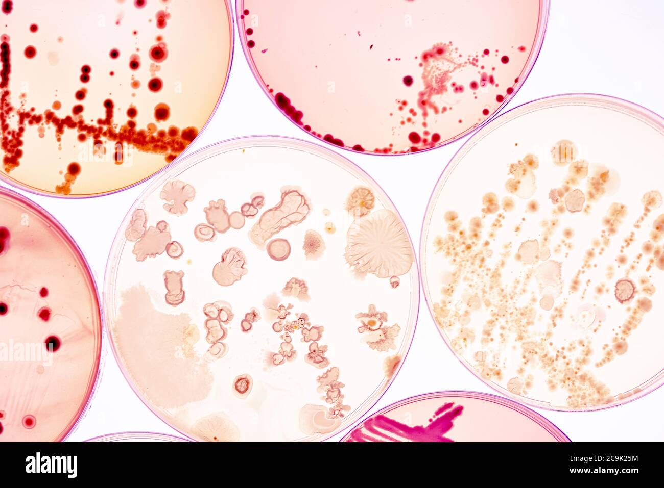 Bacterial colonies on agar plates Stock Photo - Alamy