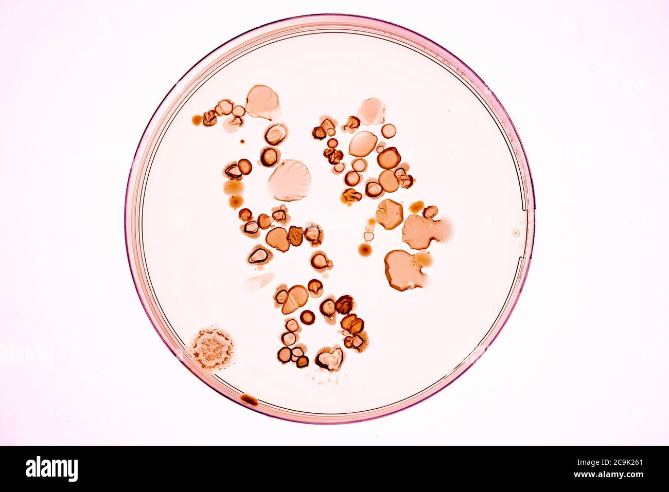 Bacterial colonies on agar plate Stock Photo - Alamy