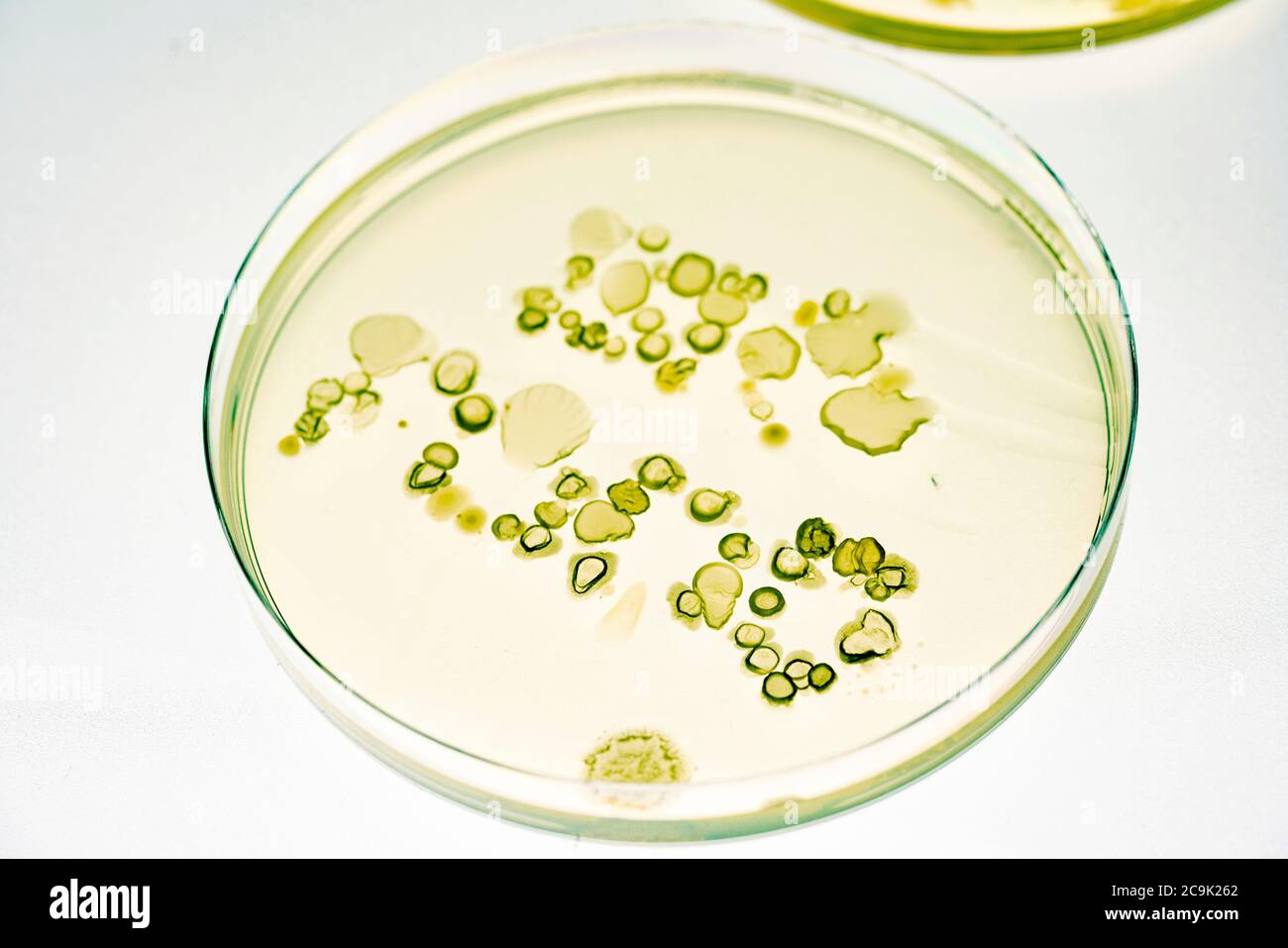 Bacterial colonies on agar plate Stock Photo - Alamy