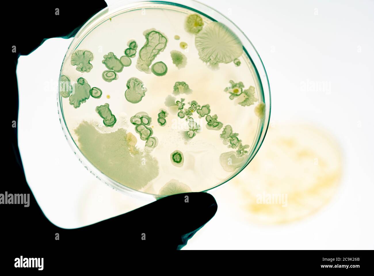 Bacterial colonies on agar plate Stock Photo - Alamy