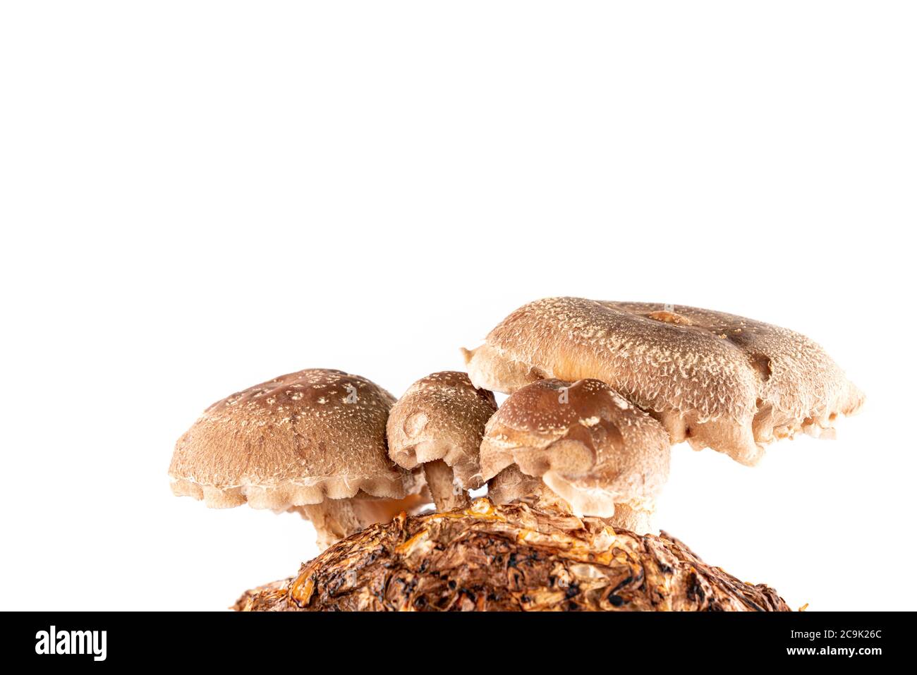 Growing shitake mushroom hi-res stock photography and images - Alamy