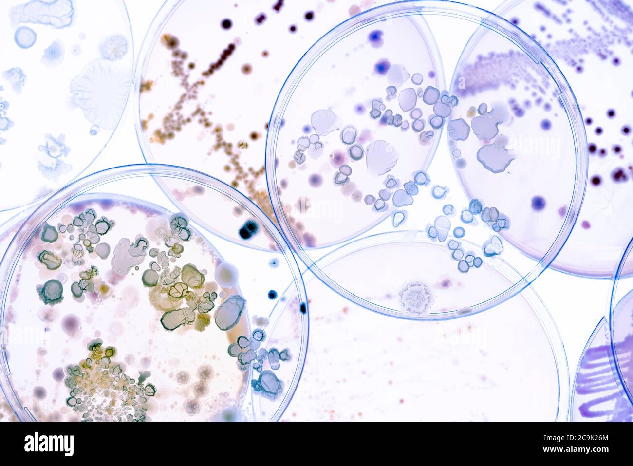 Bacterial colonies on agar plates Stock Photo - Alamy