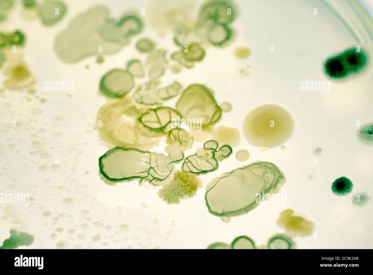 Bacterial colonies on agar plate Stock Photo - Alamy