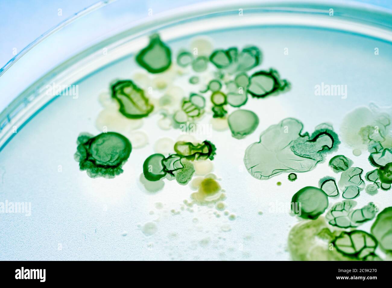 Bacterial colonies on agar plate Stock Photo - Alamy