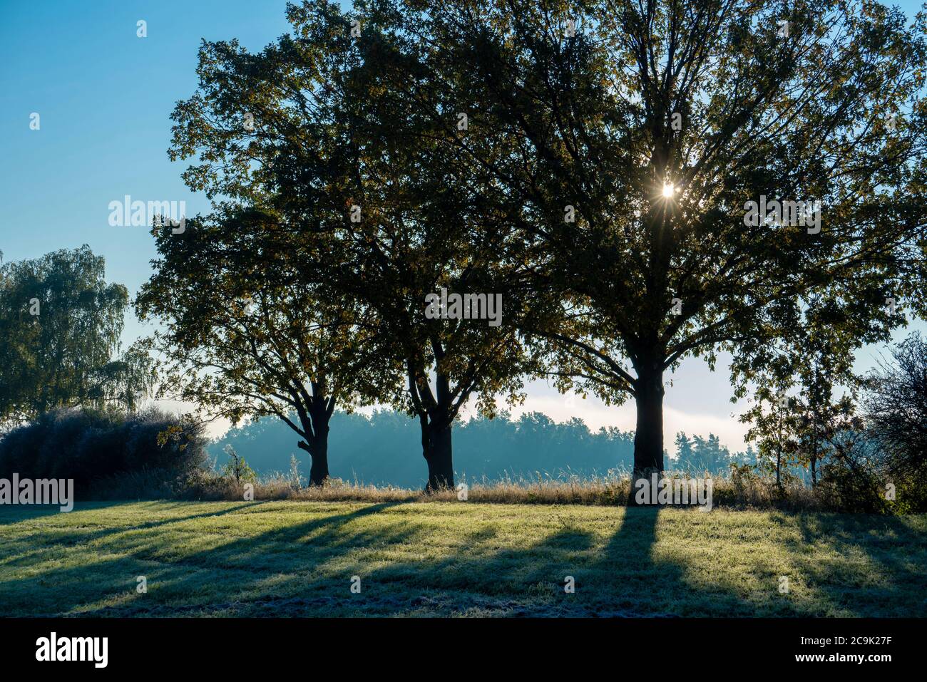 Sunrise through a tree Stock Photo - Alamy
