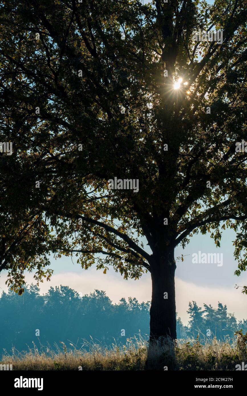Through the tree hi-res stock photography and images - Alamy