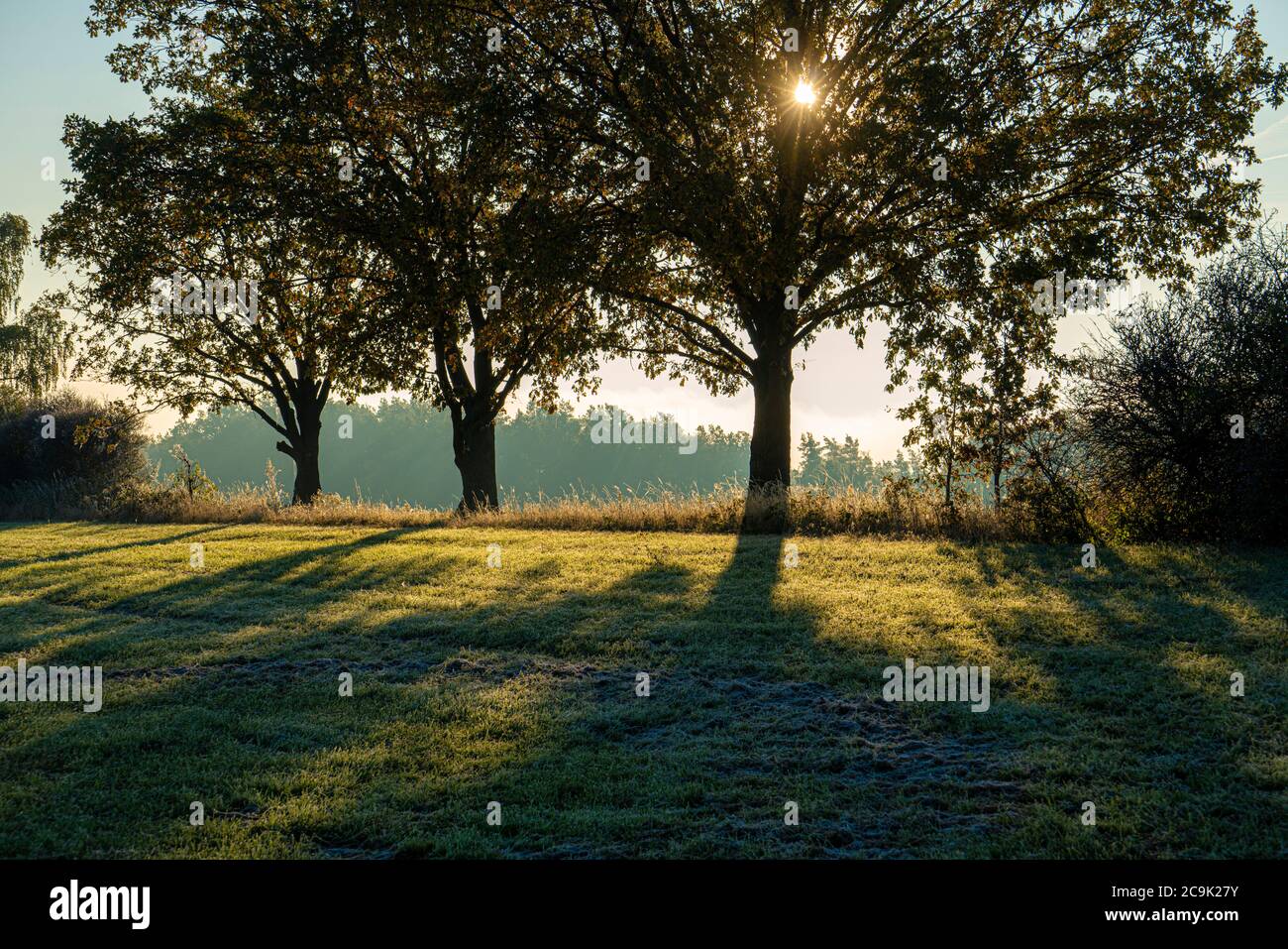 Through the tree hi-res stock photography and images - Alamy
